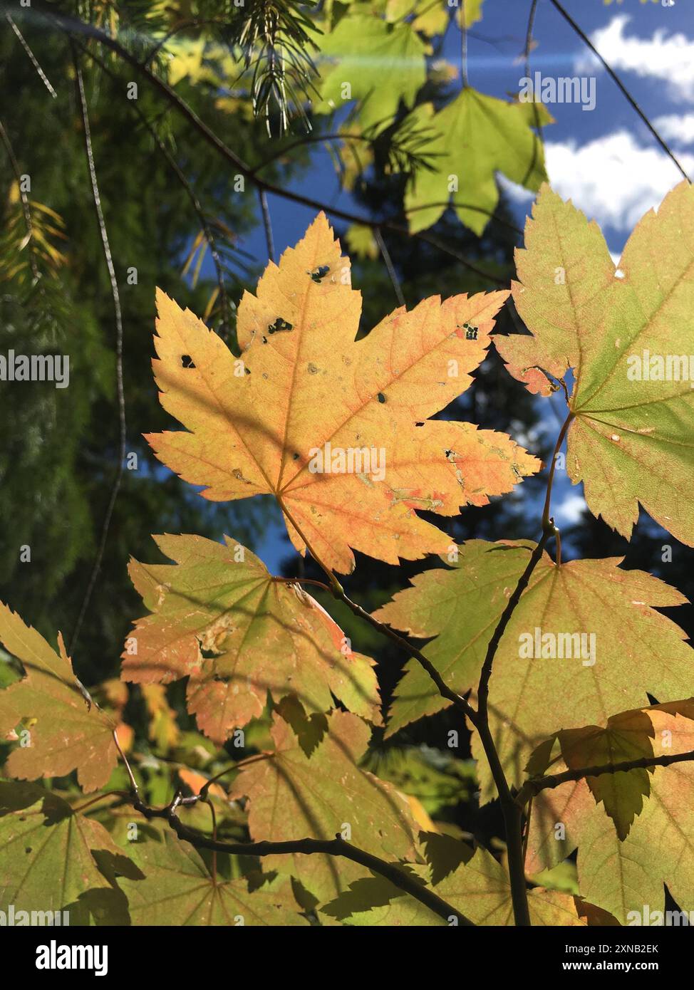 Vine Maple (Acer circinatum) Plantae Stock Photo - Alamy