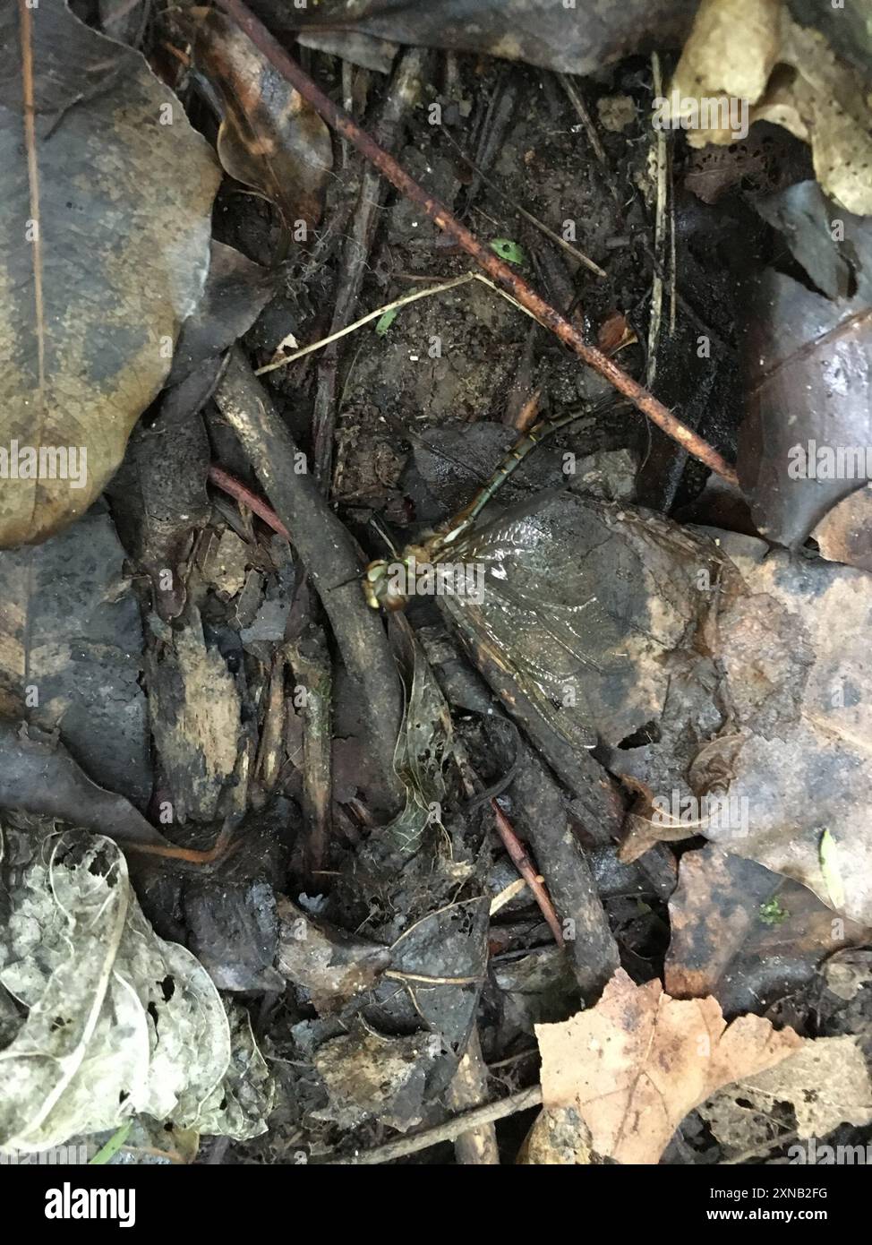 Smith's Dragonfly (Procordulia smithii) Insecta Stock Photo - Alamy