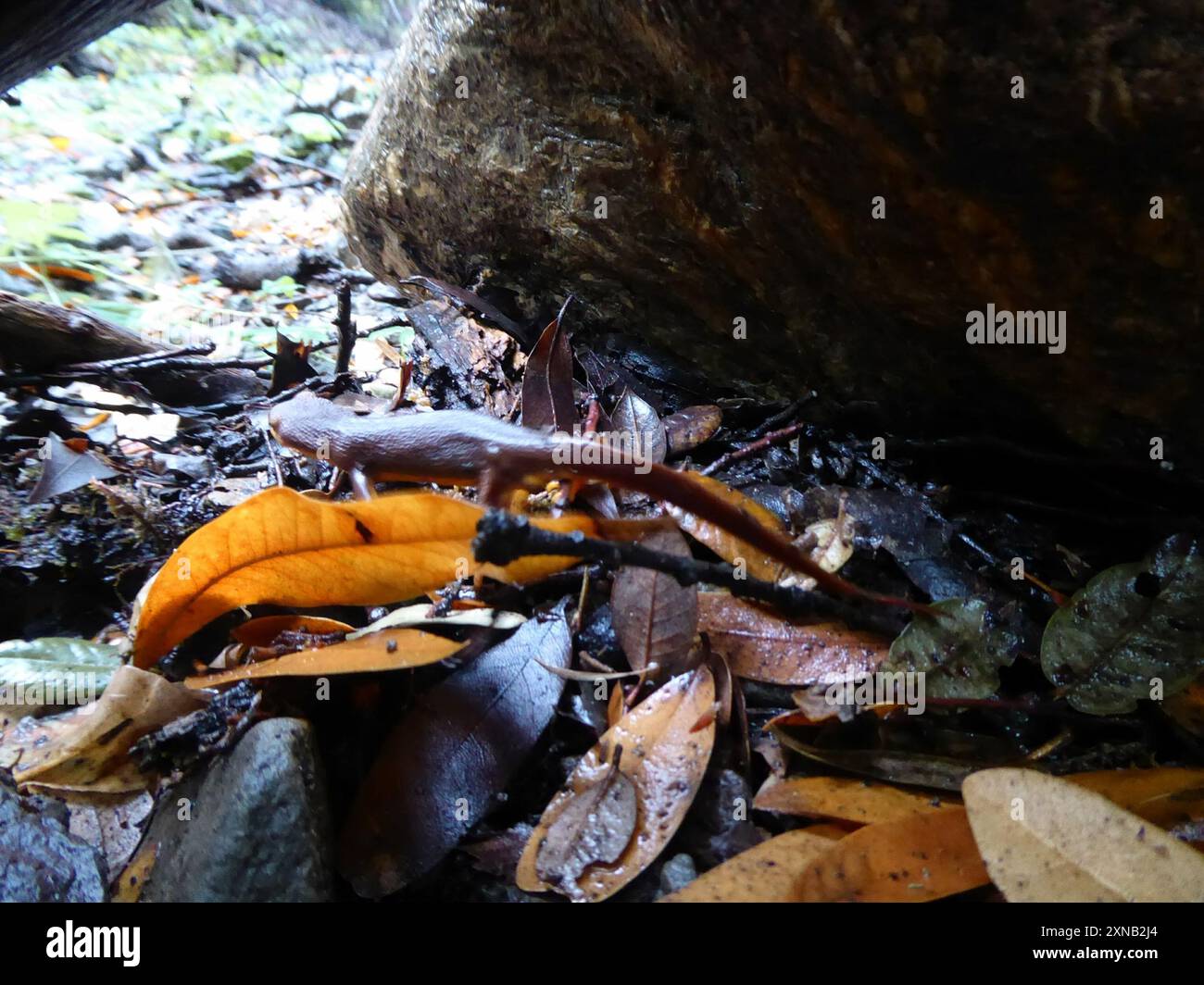 California Newt (Taricha torosa) Amphibia Stock Photo - Alamy