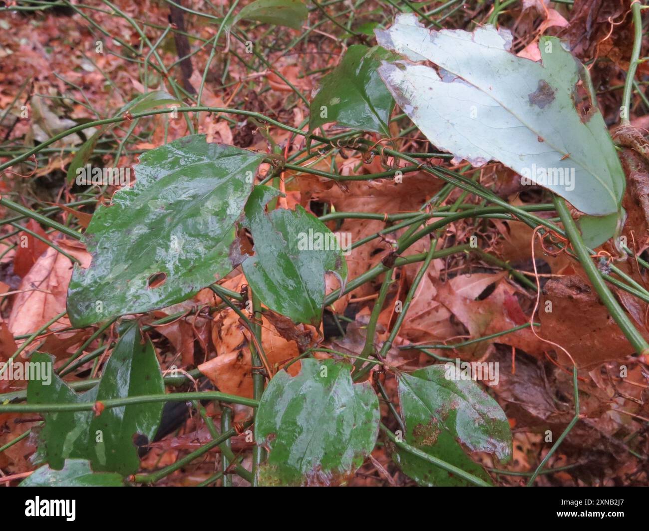 sawbrier (Smilax glauca) Plantae Stock Photo - Alamy