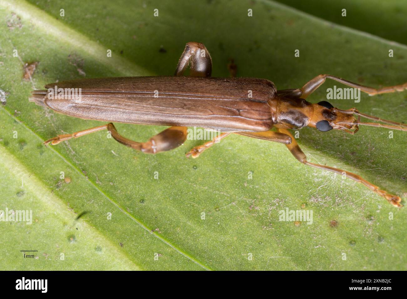 (Oedemera femoralis) Insecta Stock Photo - Alamy