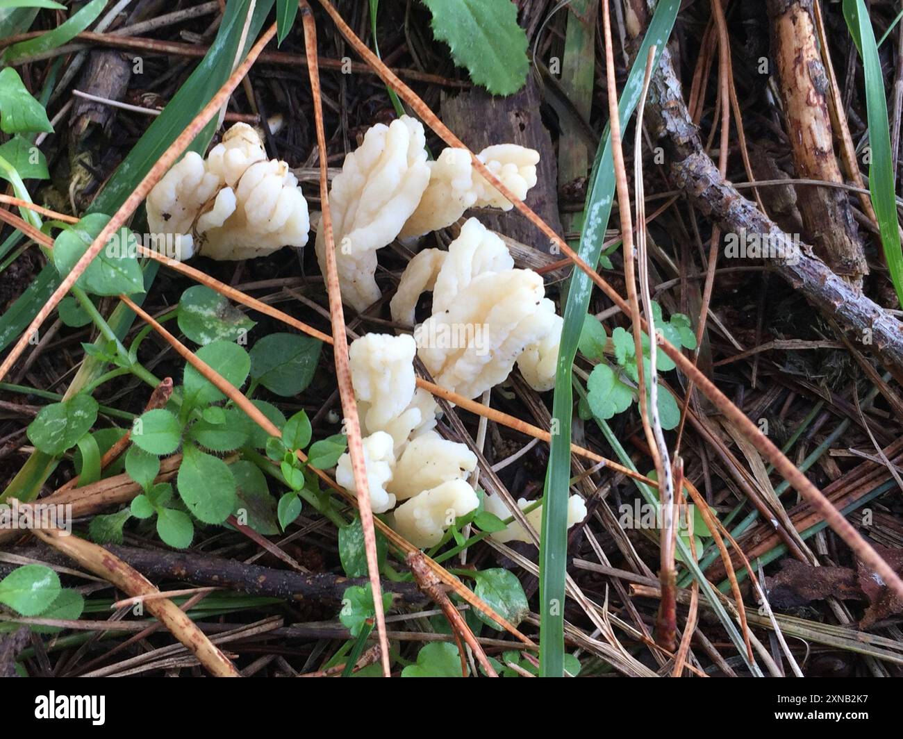 wrinkled club fungus (Clavulina rugosa) Fungi Stock Photo - Alamy