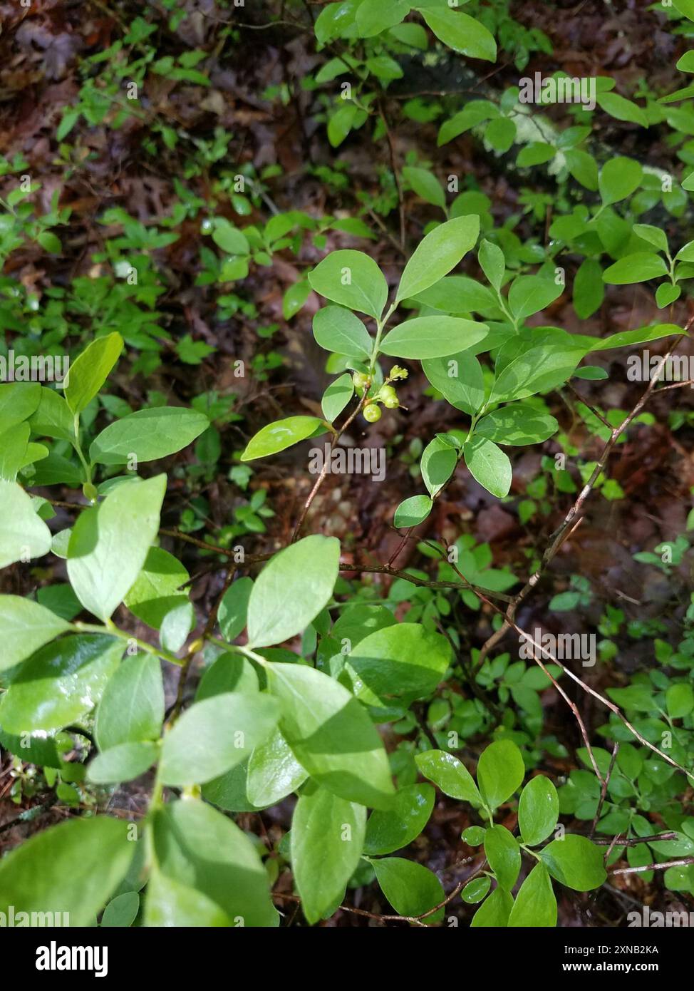 black huckleberry (Gaylussacia baccata) Plantae Stock Photo - Alamy