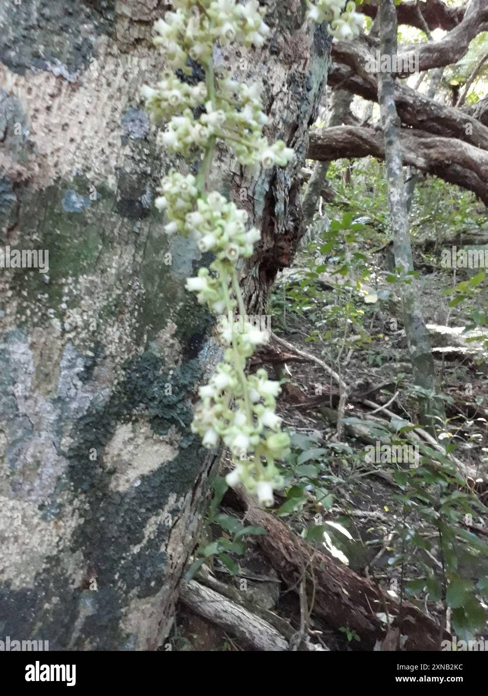 Kohekohe (Didymocheton spectabilis) Plantae Stock Photo - Alamy