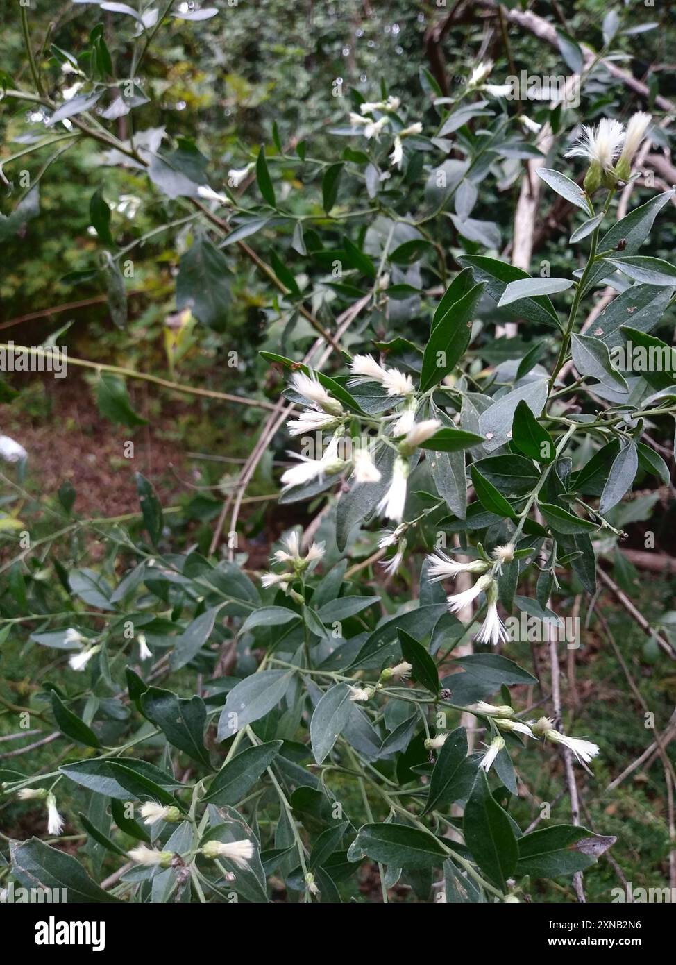 groundsel tree (Baccharis halimifolia) Plantae Stock Photo - Alamy
