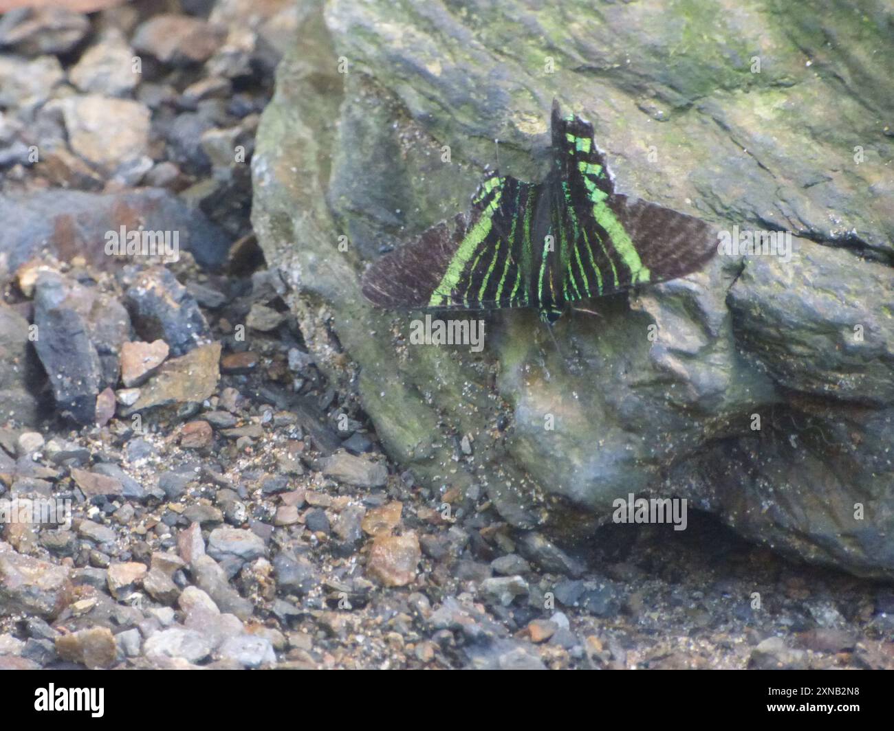 Urania Swallowtail Moth (Urania fulgens) Insecta Stock Photo - Alamy