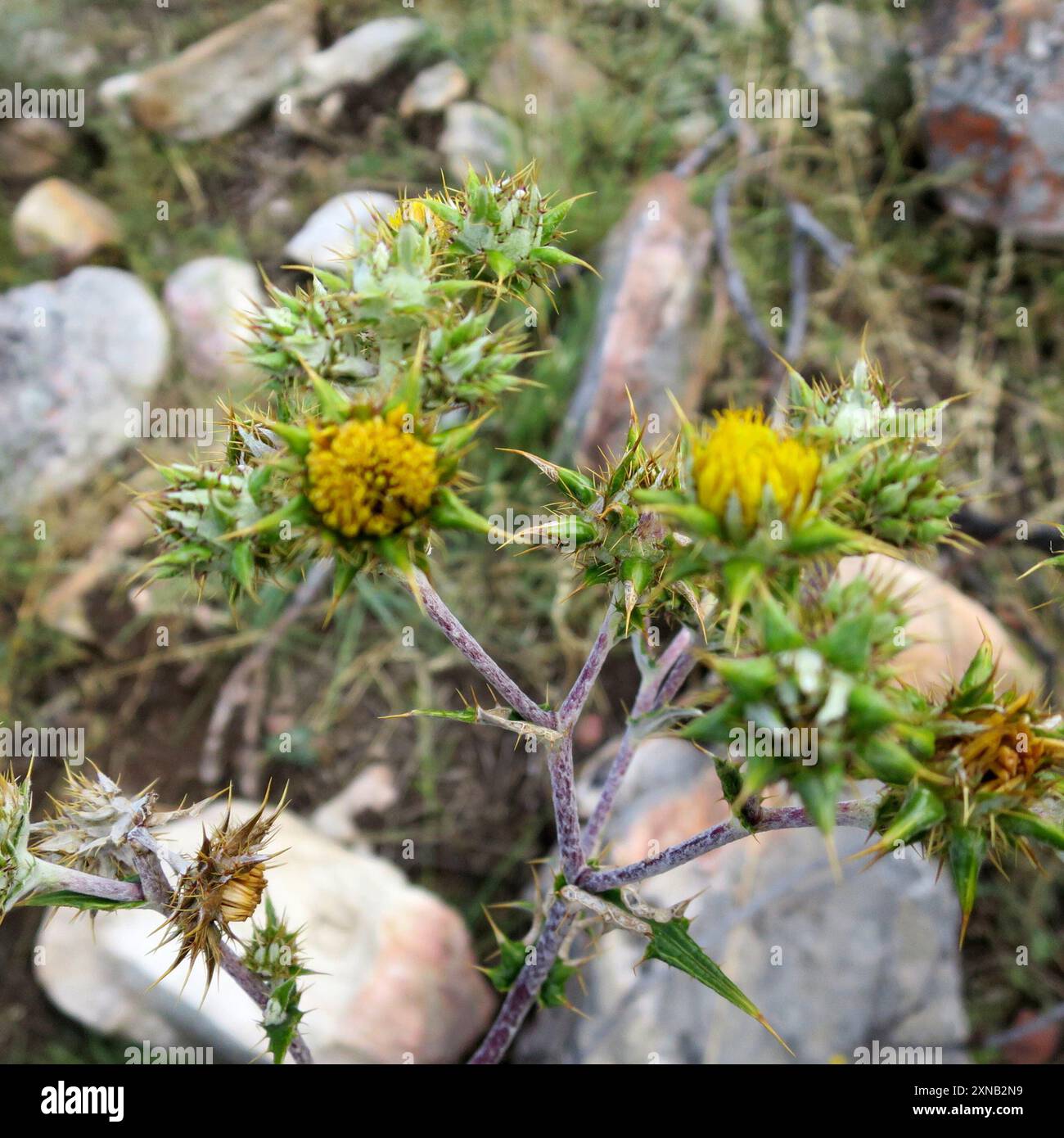 Variable African Thistle (Berkheya heterophylla) Plantae Stock Photo ...