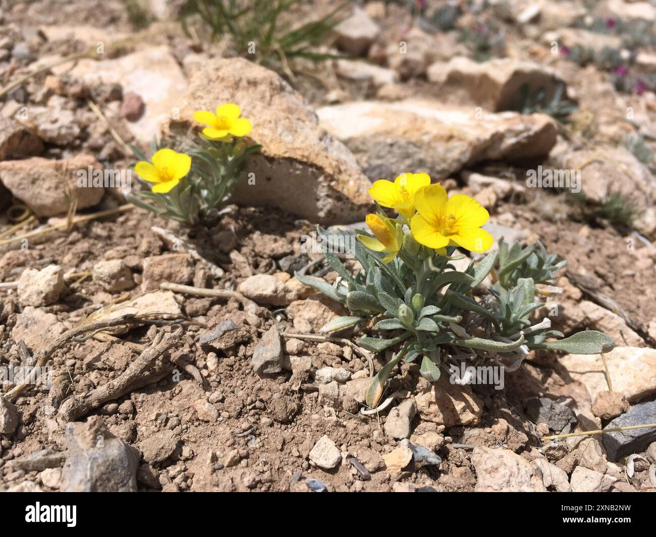 Fendler's bladderpod (Physaria fendleri) Plantae Stock Photo - Alamy
