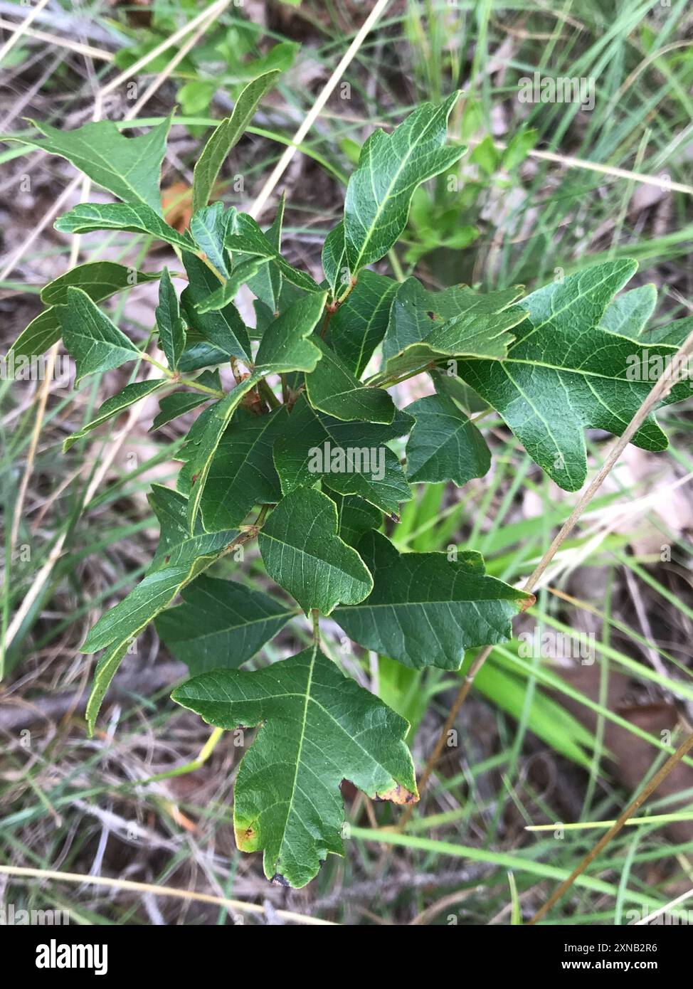 Atlantic poison oak (Toxicodendron pubescens) Plantae Stock Photo - Alamy