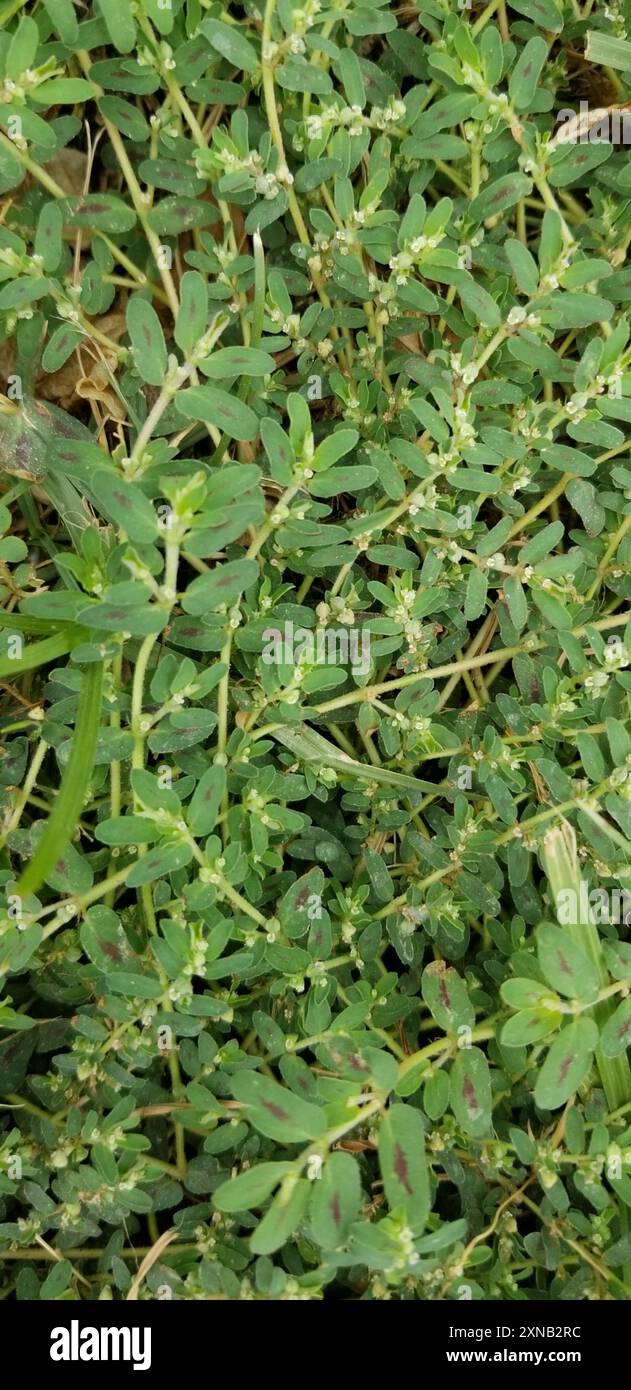 Spotted spurge (Euphorbia maculata) Plantae Stock Photo - Alamy