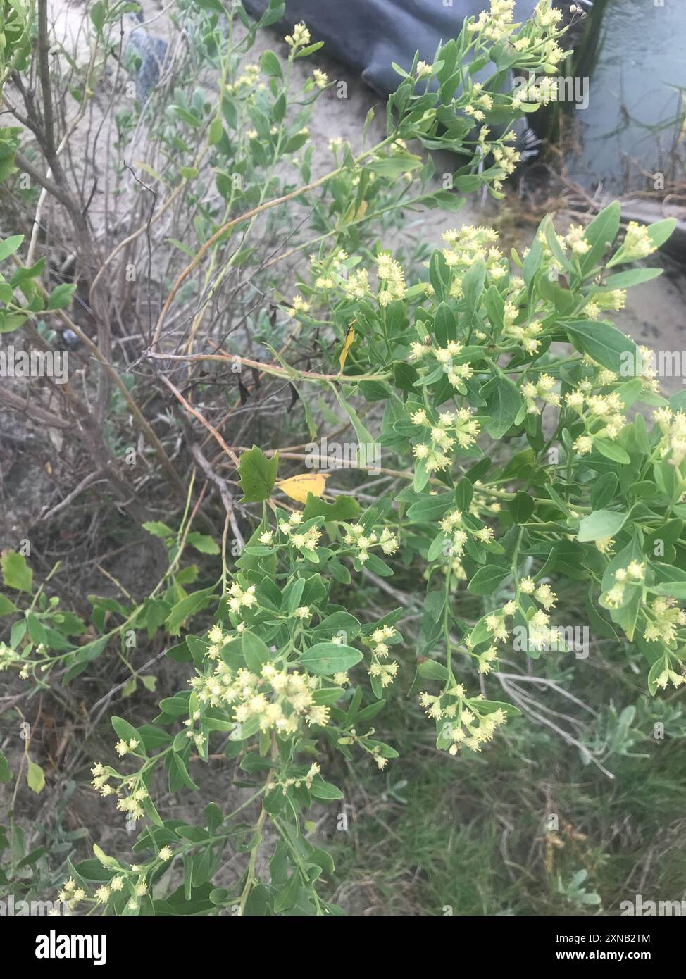 groundsel tree (Baccharis halimifolia) Plantae Stock Photo - Alamy
