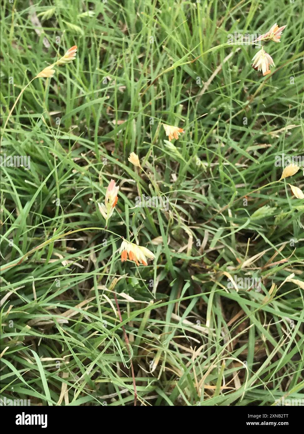buffalograss (Bouteloua dactyloides) Plantae Stock Photo - Alamy