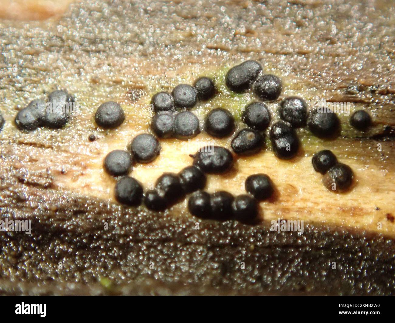 Rosellinia hi-res stock photography and images - Alamy