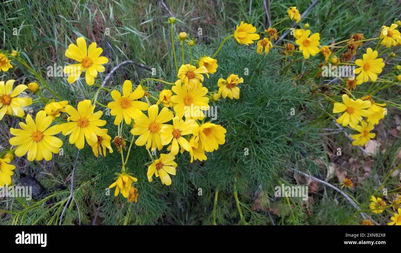 giant coreopsis (Leptosyne gigantea) Plantae Stock Photo - Alamy