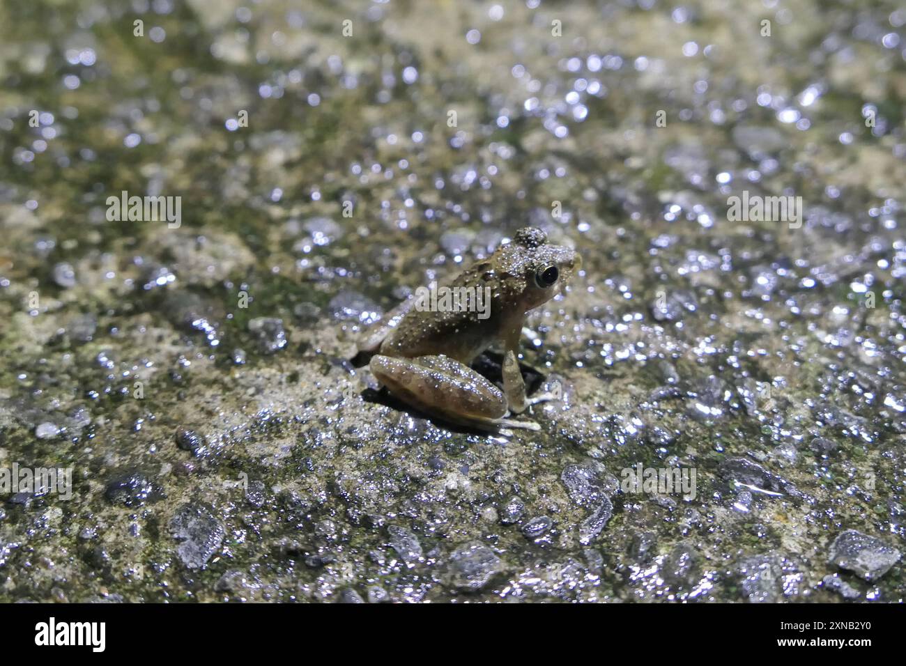 Yaeyama Kajika Frog (Buergeria choui) Amphibia Stock Photo - Alamy