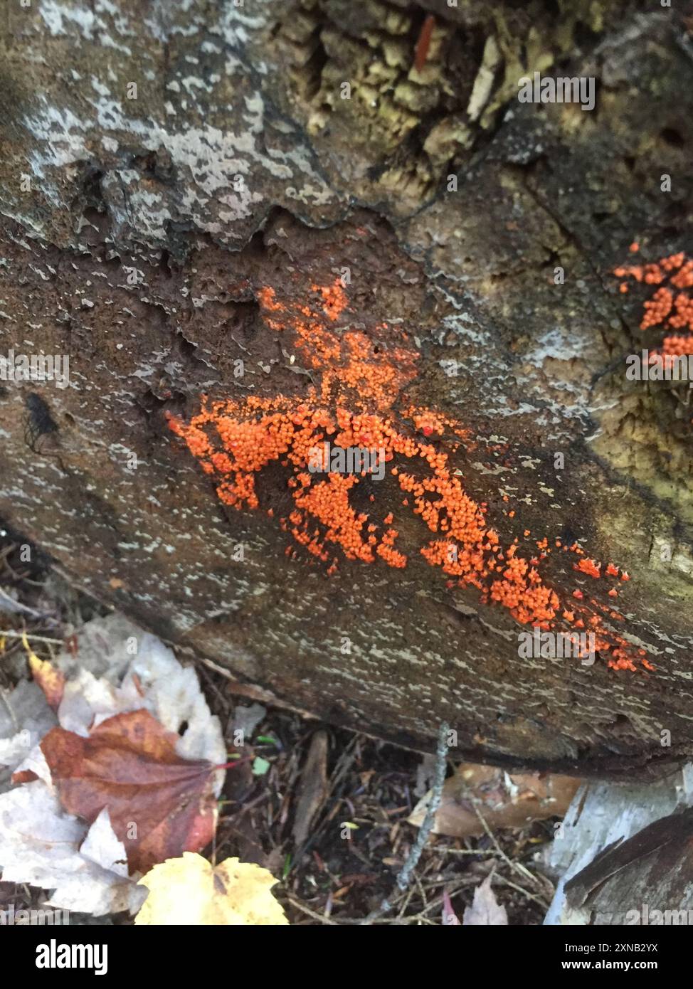 true slime molds (Myxomycetes) Protozoa Stock Photo - Alamy