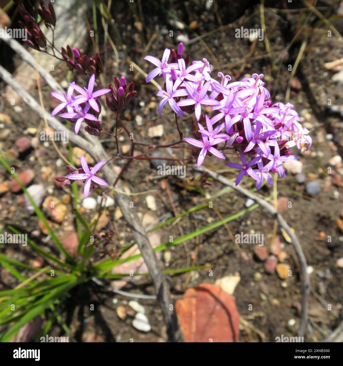 Corymbium hi-res stock photography and images - Alamy