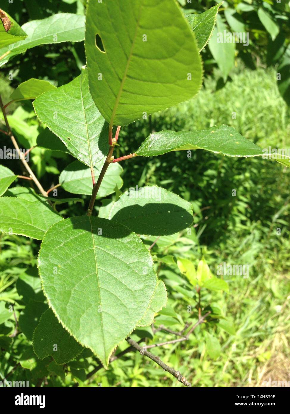 chokecherry (Prunus virginiana) Plantae Stock Photo - Alamy