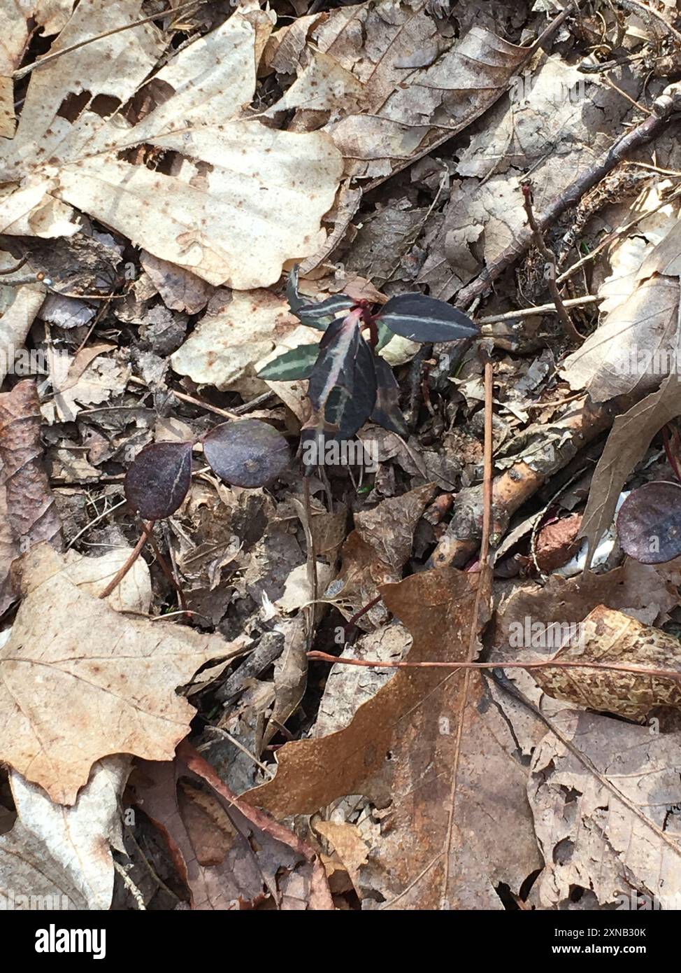 striped wintergreen (Chimaphila maculata) Plantae Stock Photo - Alamy