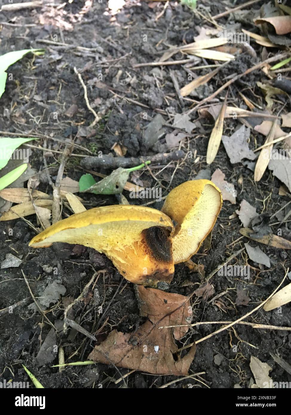 ash-tree bolete (Boletinellus merulioides) Fungi Stock Photo - Alamy