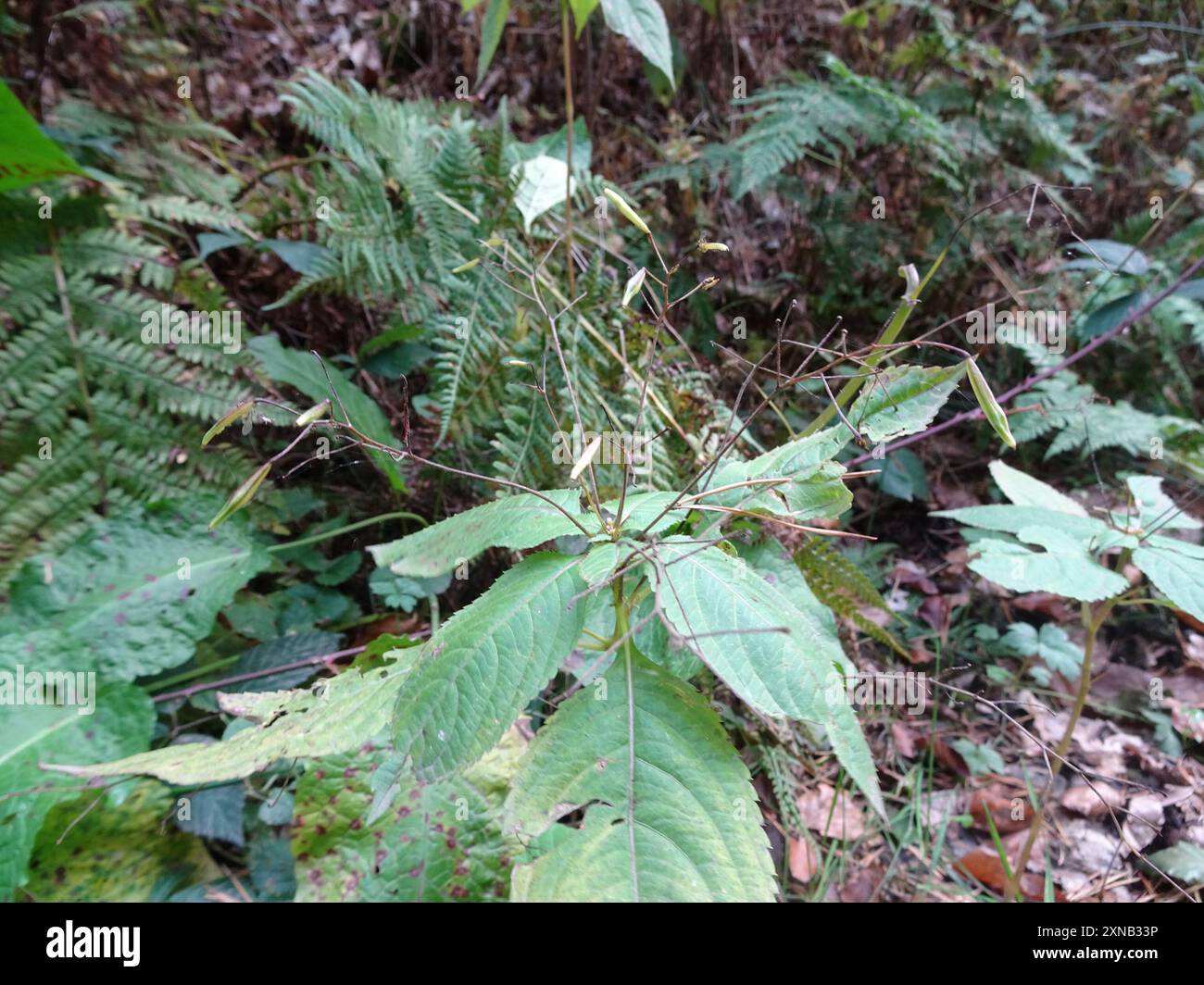 small balsam (Impatiens parviflora) Plantae Stock Photo - Alamy