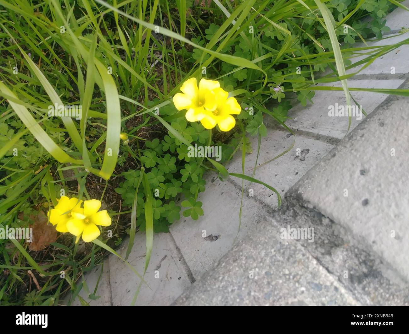 Bermuda buttercup (Oxalis pes-caprae) Plantae Stock Photo - Alamy