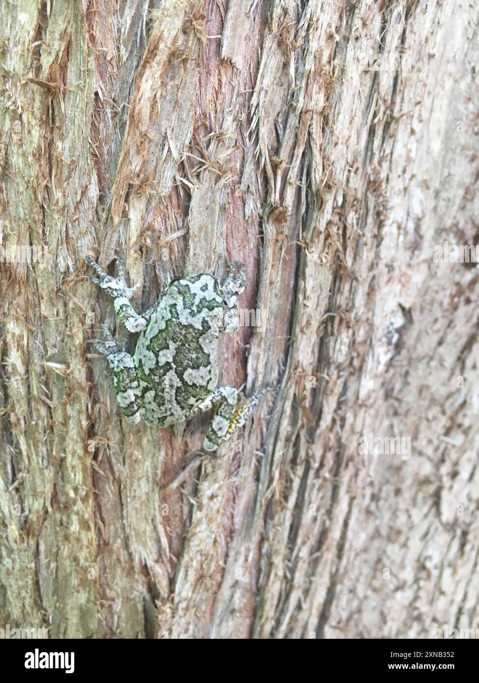 Holarctic Treefrogs (Hyla) Amphibia Stock Photo - Alamy