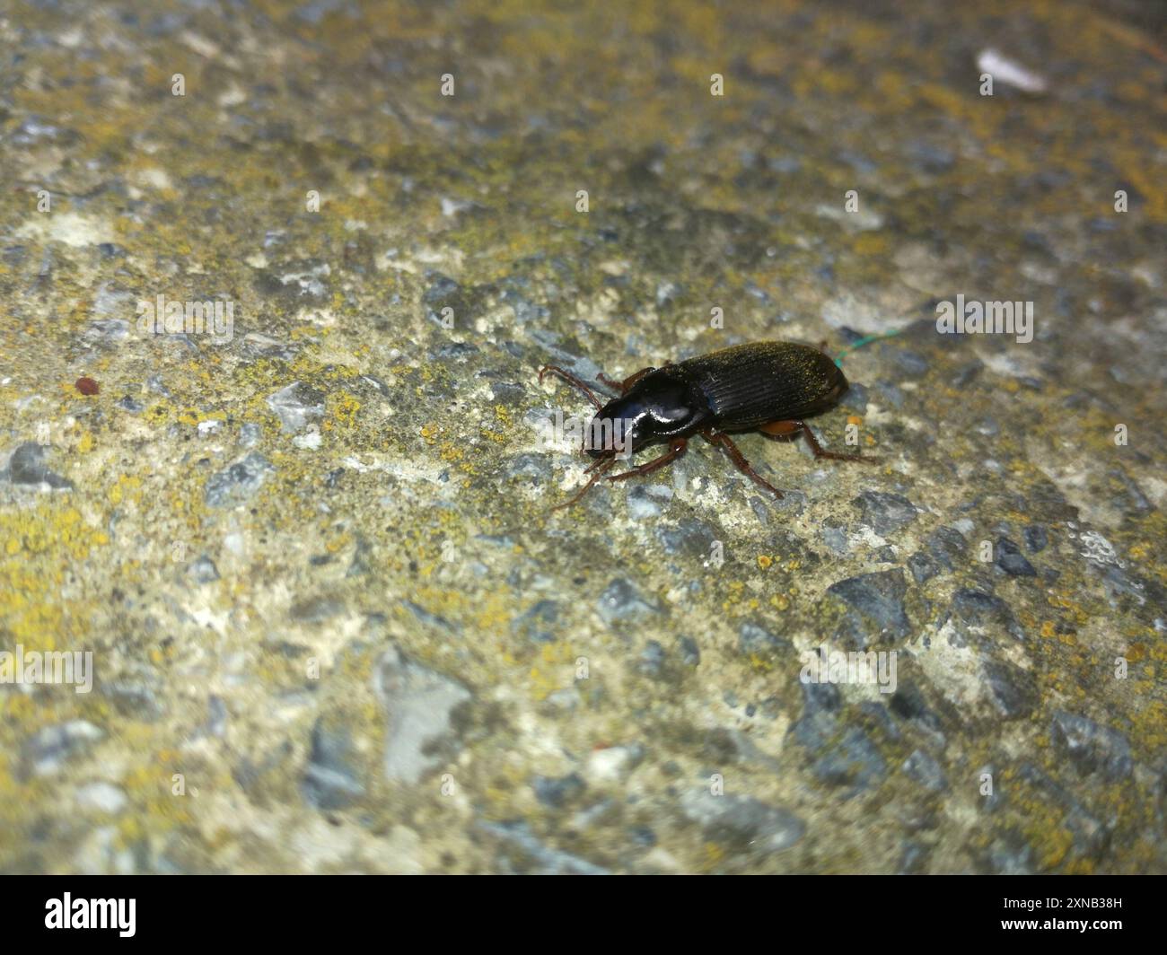Strawberry Seed Beetle (Harpalus rufipes) Insecta Stock Photo - Alamy