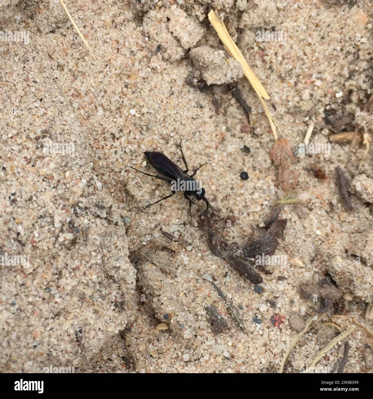 Spider Wasps (Pompilidae) Insecta Stock Photo - Alamy