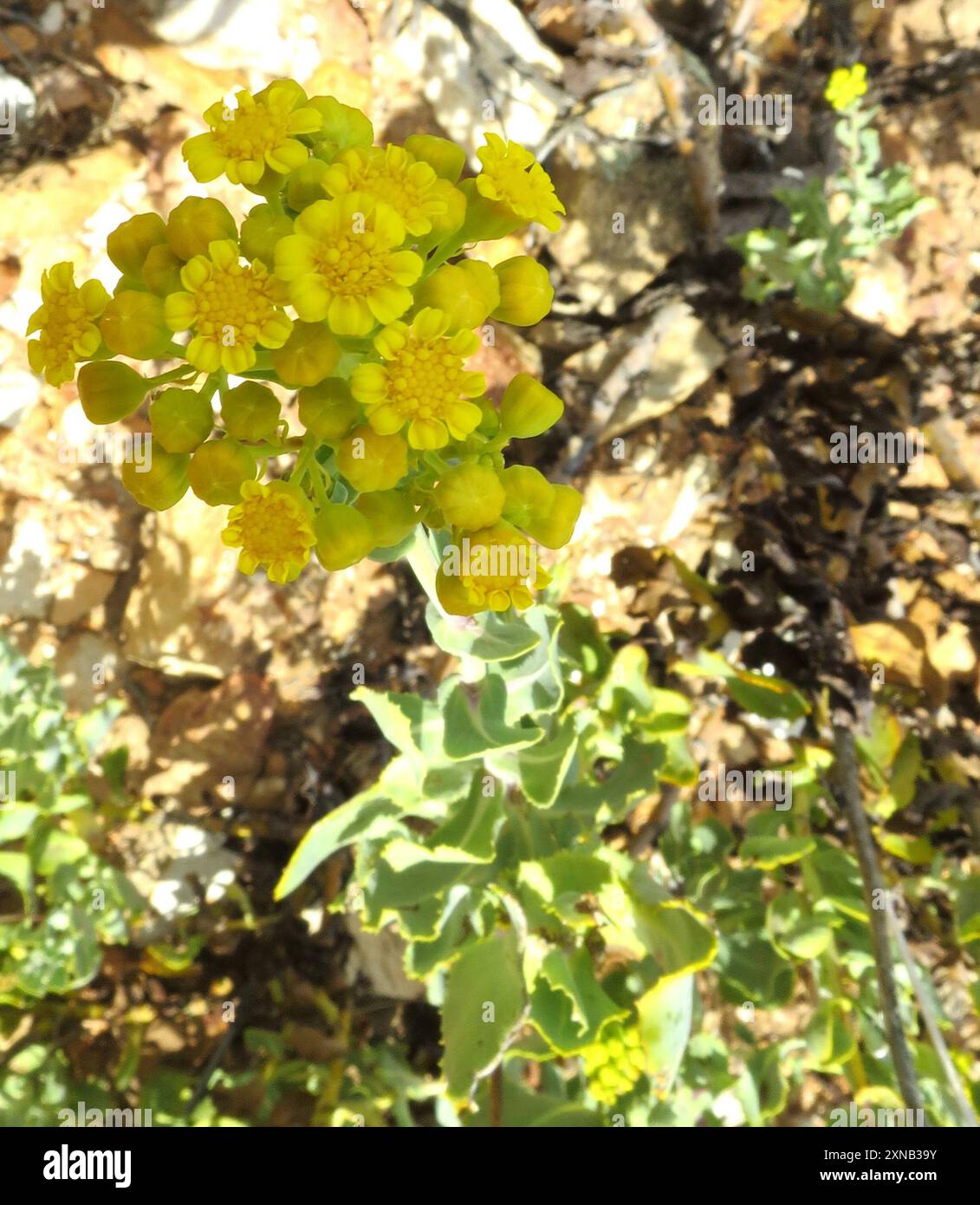 Poorflower Babooncabbage (Othonna parviflora) Plantae Stock Photo - Alamy