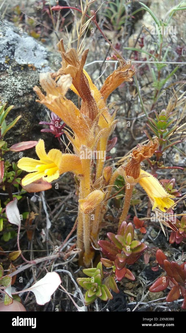 yellow clustered broomrape (Aphyllon franciscanum) Plantae Stock Photo ...