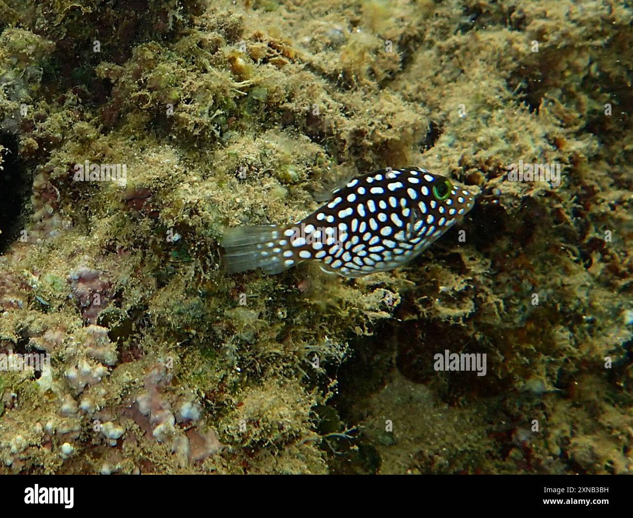 Hawaiian Spotted Toby (Canthigaster jactator) Actinopterygii Stock ...