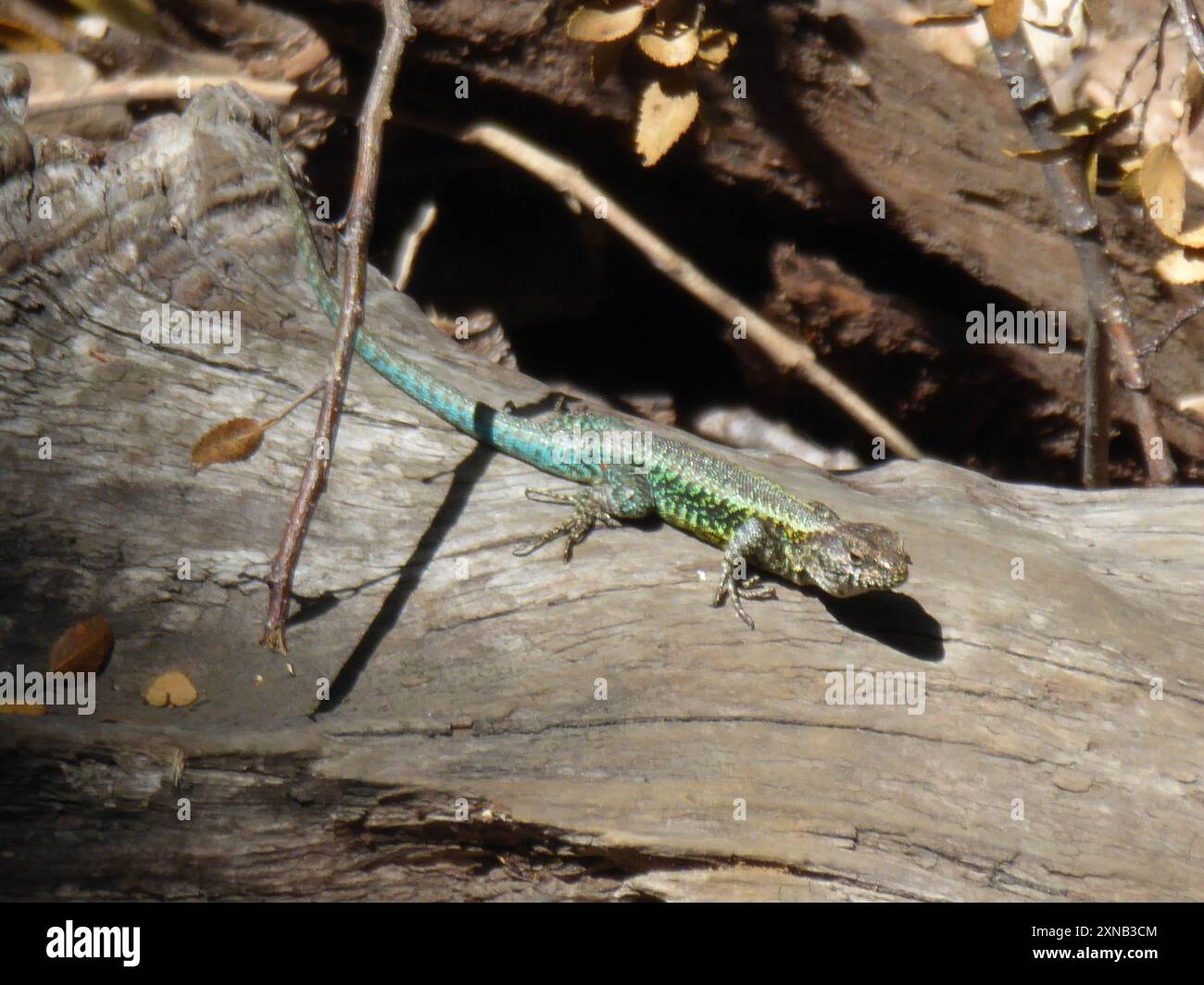 Common Painted Smooth-throated Lizard (Liolaemus pictus) Reptilia Stock ...