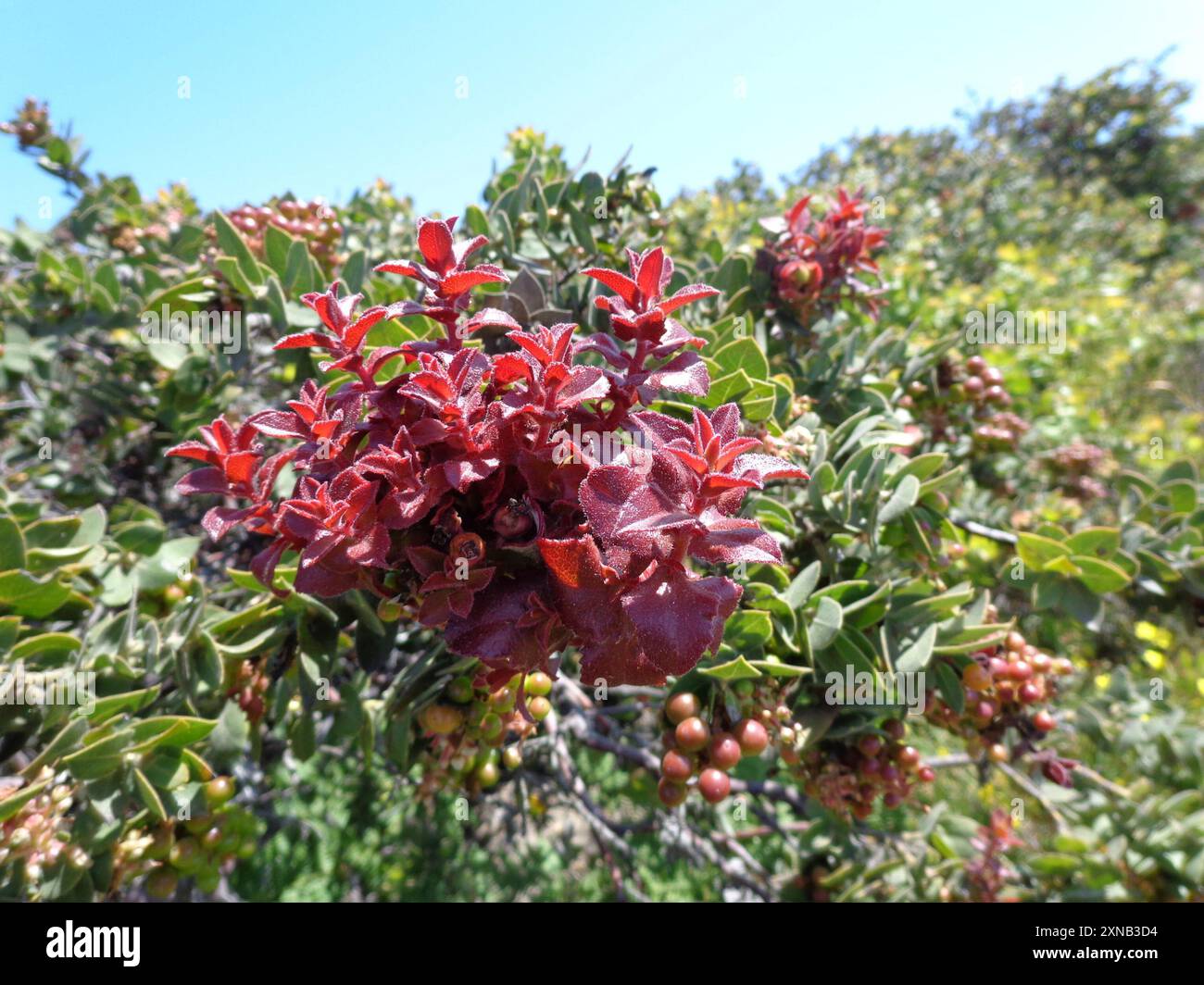 Exobasidium hi-res stock photography and images - Alamy