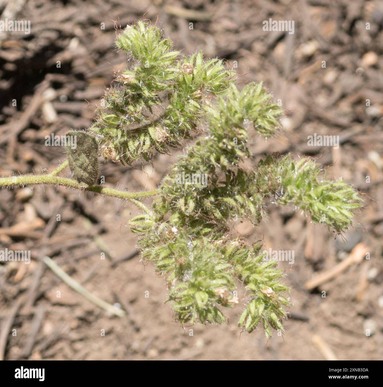 Scorpionweeds (Phacelia) Plantae Stock Photo - Alamy