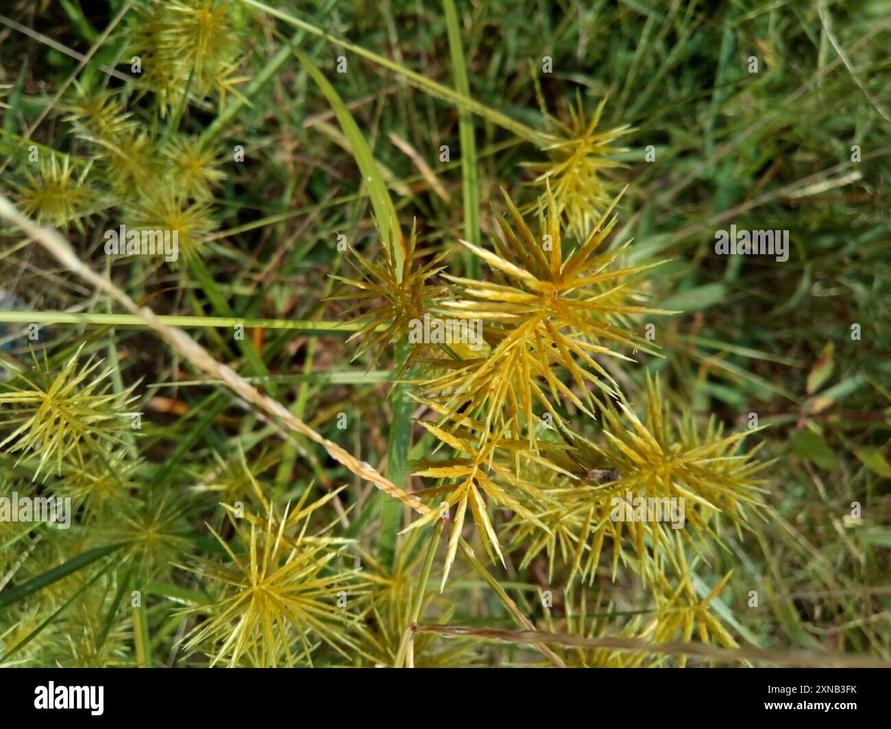 straw-colored flatsedge (Cyperus strigosus) Plantae Stock Photo - Alamy