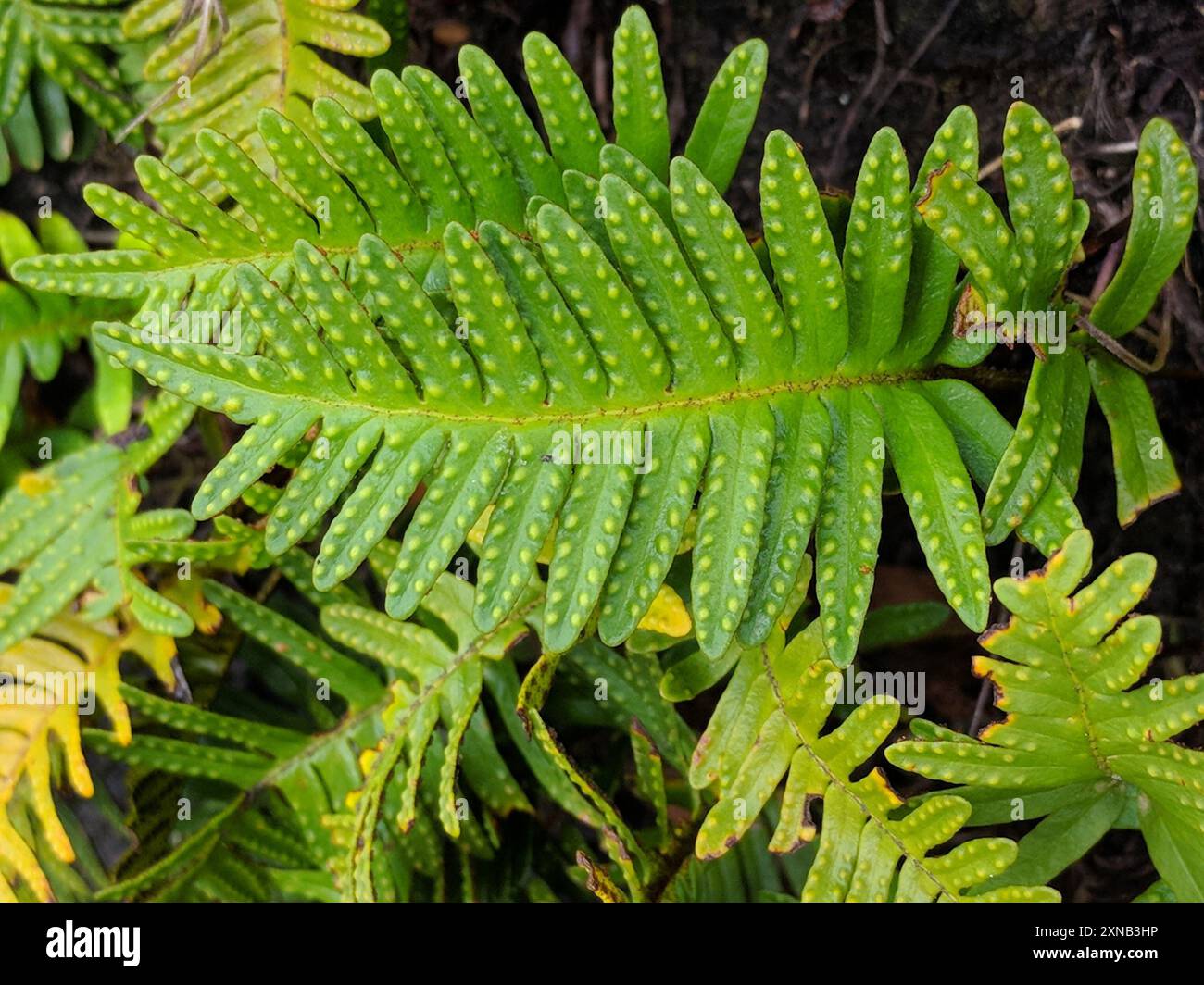 resurrection fern (Pleopeltis michauxiana) Plantae Stock Photo - Alamy