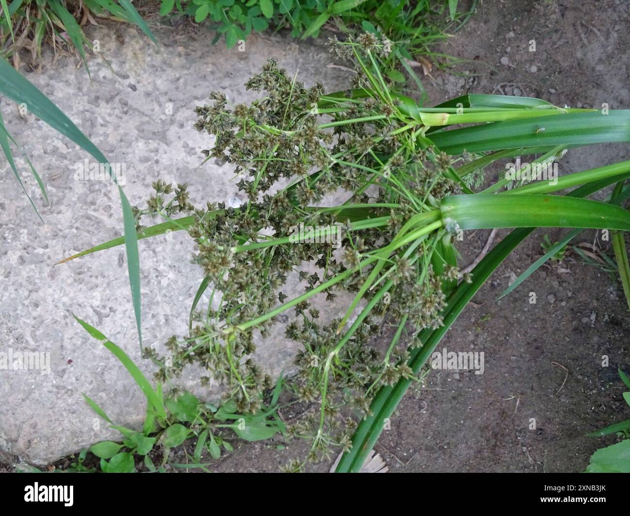 Panicled Bulrush (Scirpus microcarpus) Plantae Stock Photo - Alamy
