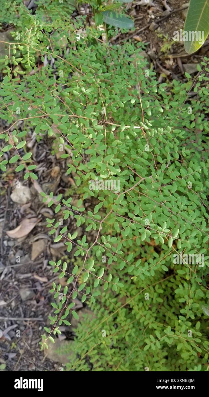 Coffee Fern (Pellaea andromedifolia) Plantae Stock Photo - Alamy