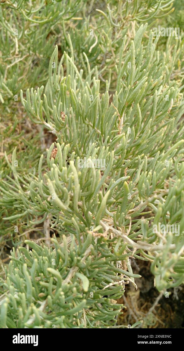 Sarcobatus vermiculatus hi-res stock photography and images - Alamy