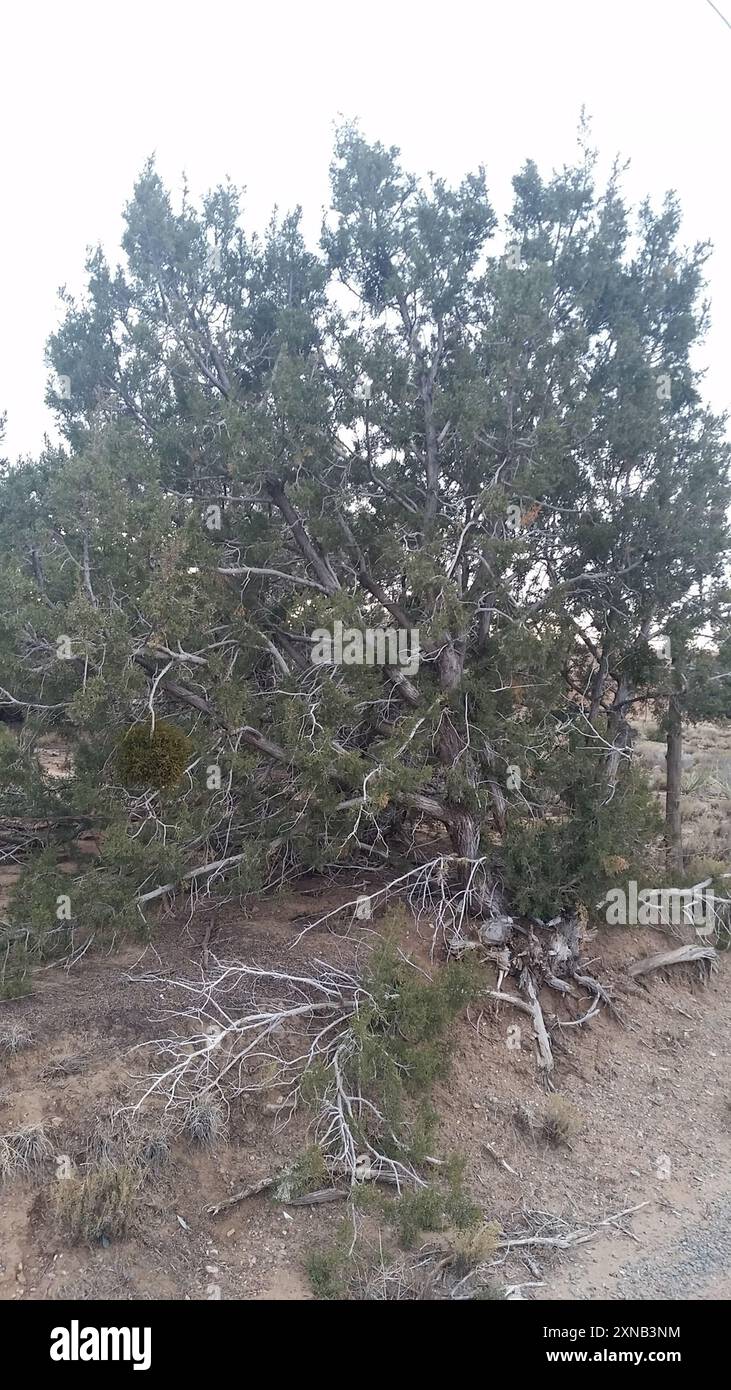 One-seed Juniper (Juniperus monosperma) Plantae Stock Photo - Alamy