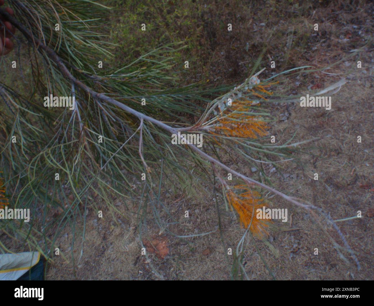 Darwin Silky Oak (Grevillea pteridifolia) Plantae Stock Photo - Alamy