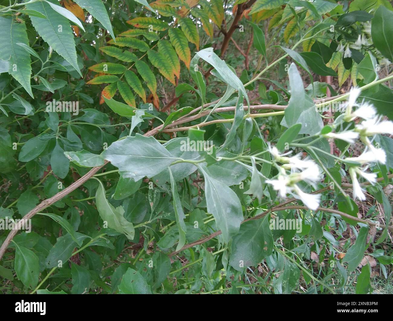 groundsel tree (Baccharis halimifolia) Plantae Stock Photo - Alamy