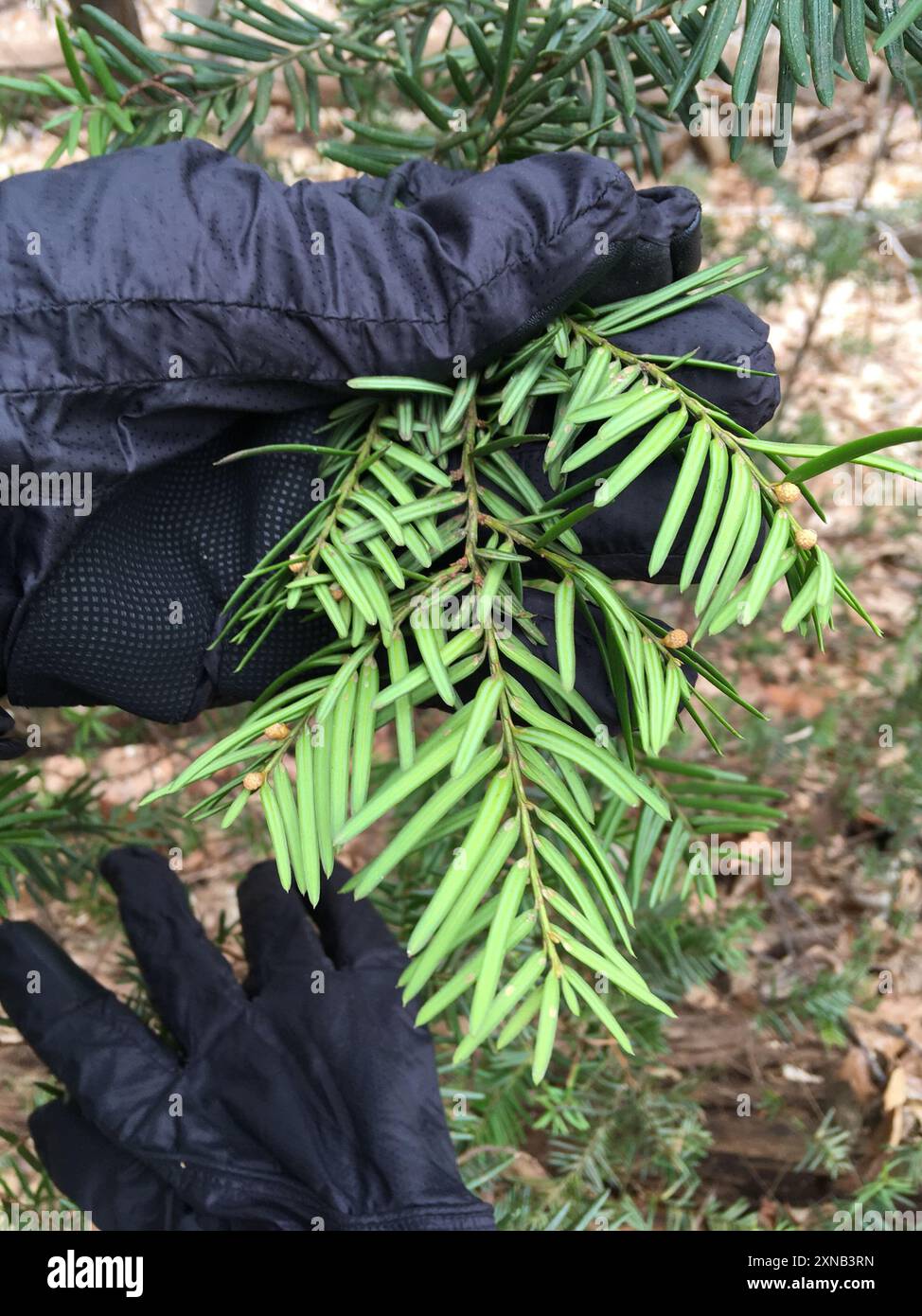 yew family (Taxaceae) Plantae Stock Photo - Alamy
