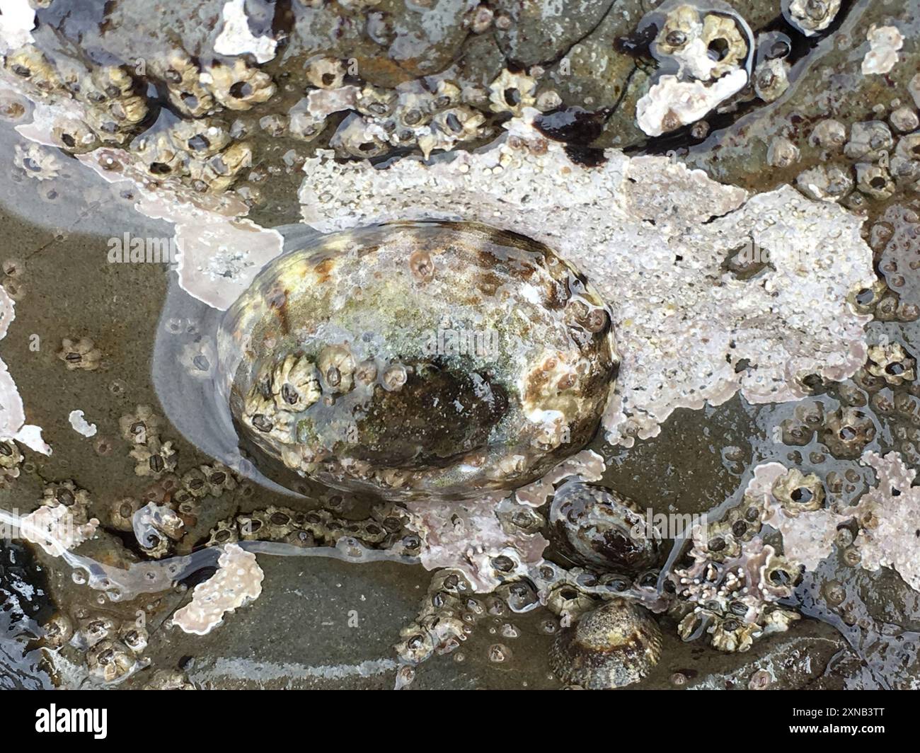 Shield Limpet (Lottia pelta) Mollusca Stock Photo - Alamy