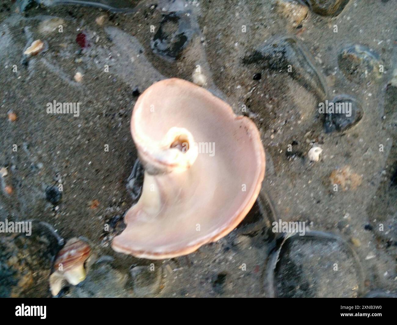 Northern Moonsnail (Euspira heros) Mollusca Stock Photo - Alamy