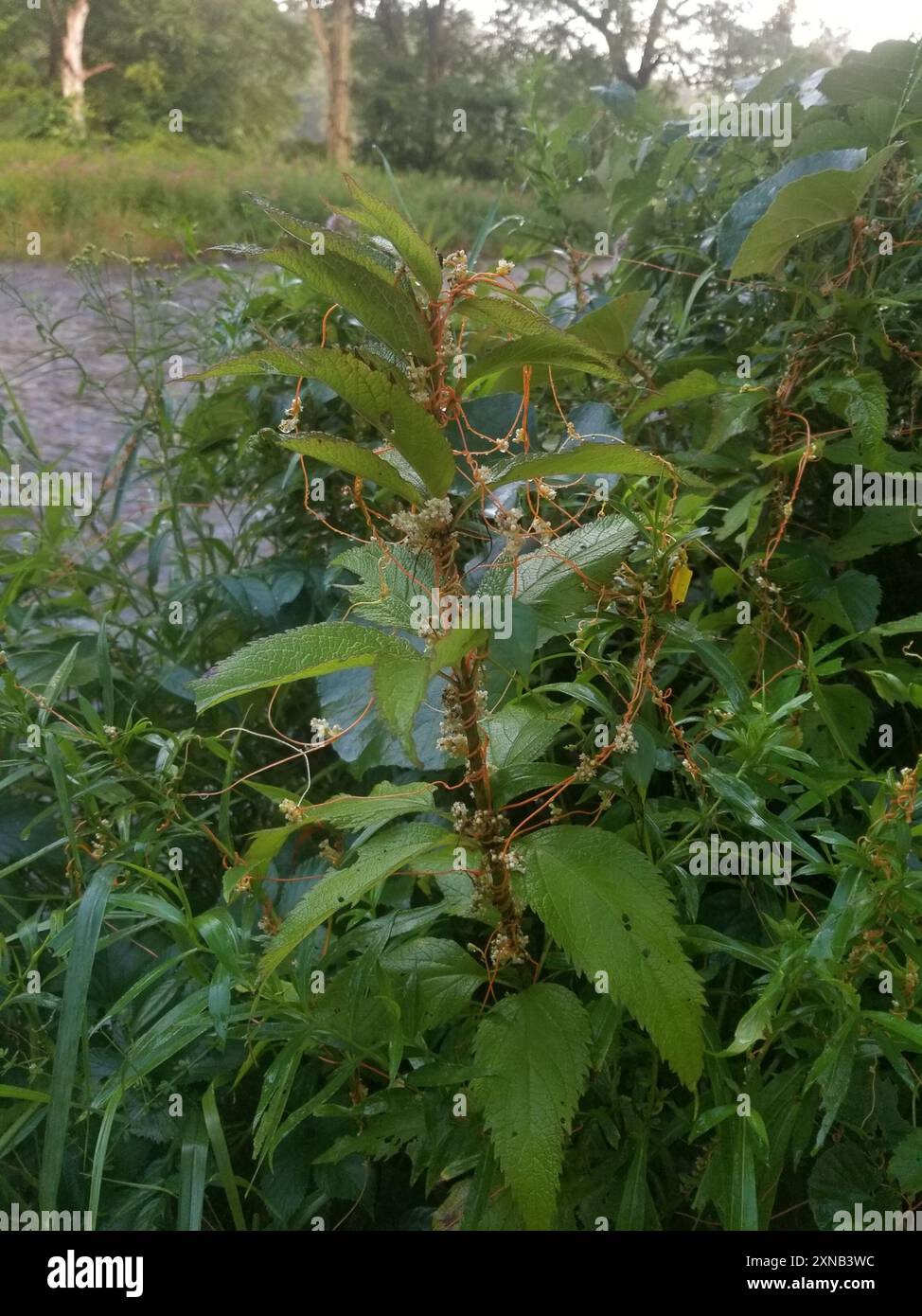 dodders (Cuscuta) Plantae Stock Photo - Alamy