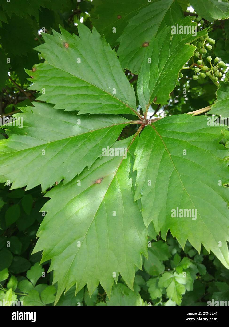 Virginia creeper (Parthenocissus quinquefolia) Plantae Stock Photo - Alamy