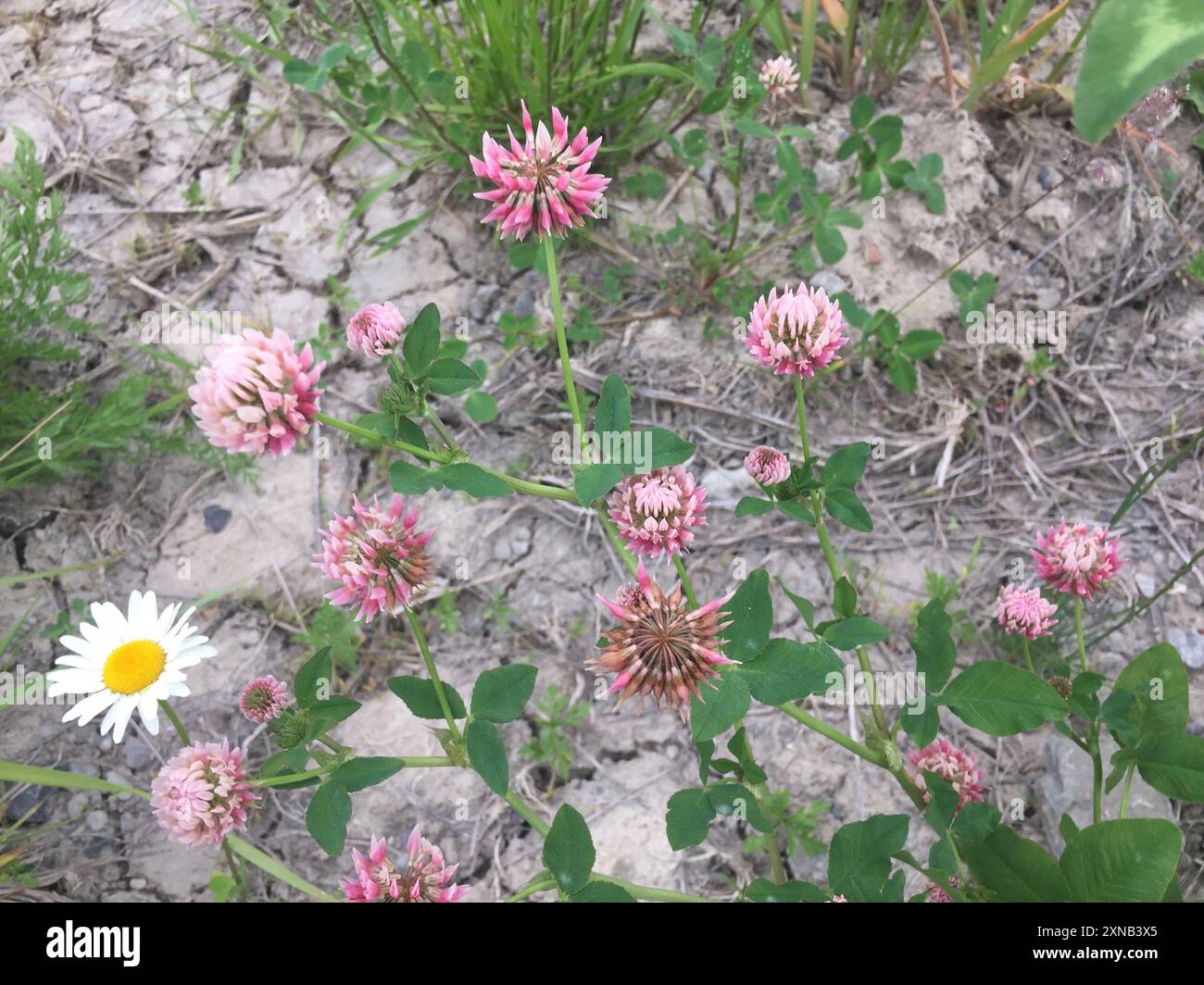 Alsike clover (Trifolium hybridum) Plantae Stock Photo - Alamy