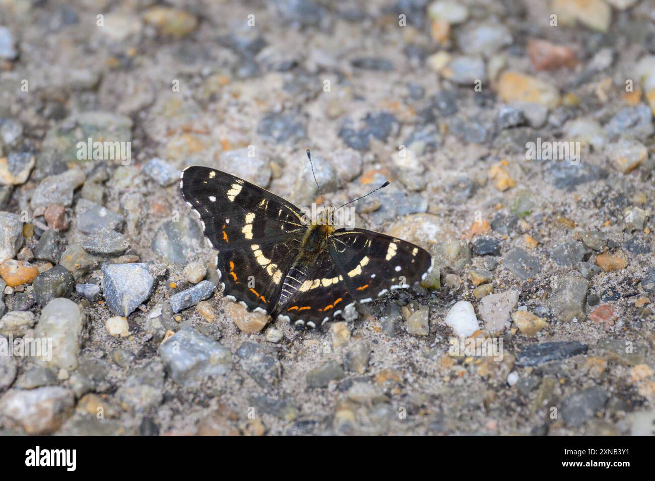 Karte schmetterling hi-res stock photography and images - Alamy